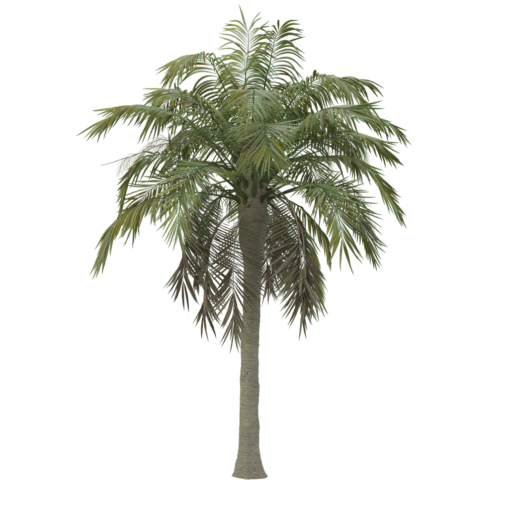 High quality palm | Trees models | BlenderKit