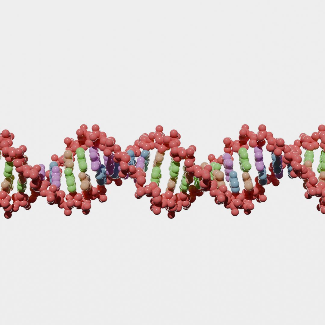 Dna | FREE Microbiology models | BlenderKit