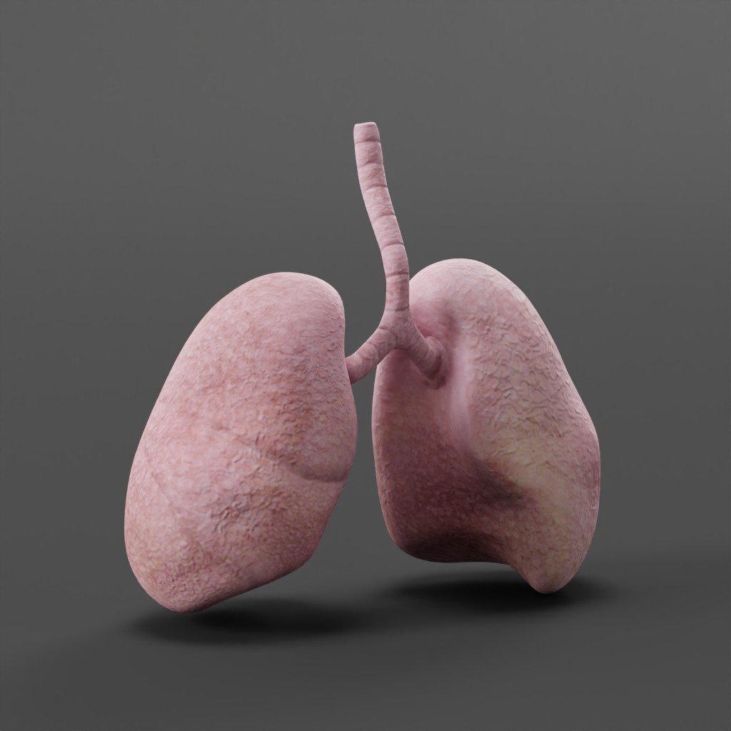Stylized Digestive System | FREE Internal Organs models | BlenderKit