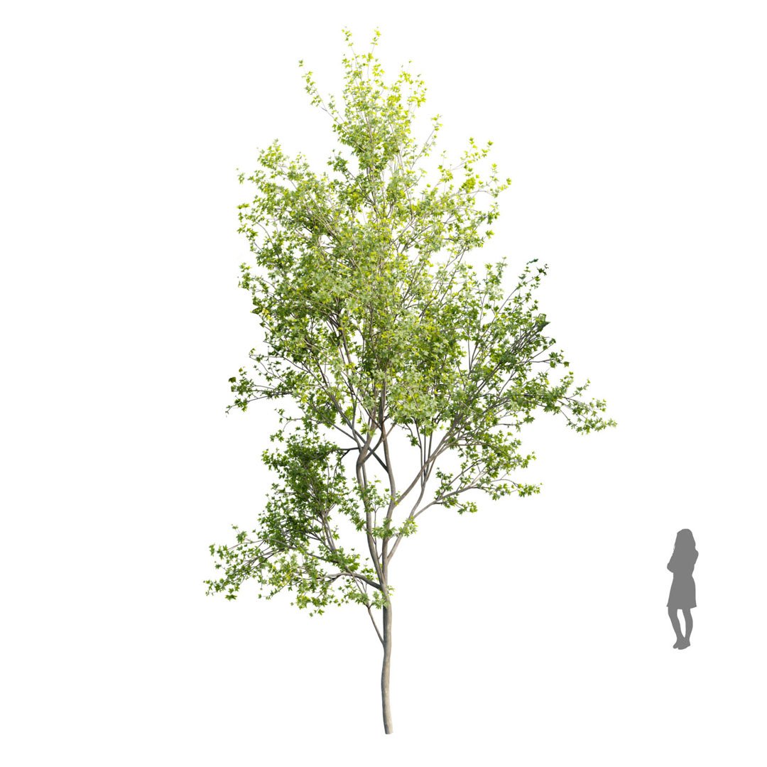 Real Tree Acer Saccharinum Spring3 | FREE Trees models | BlenderKit