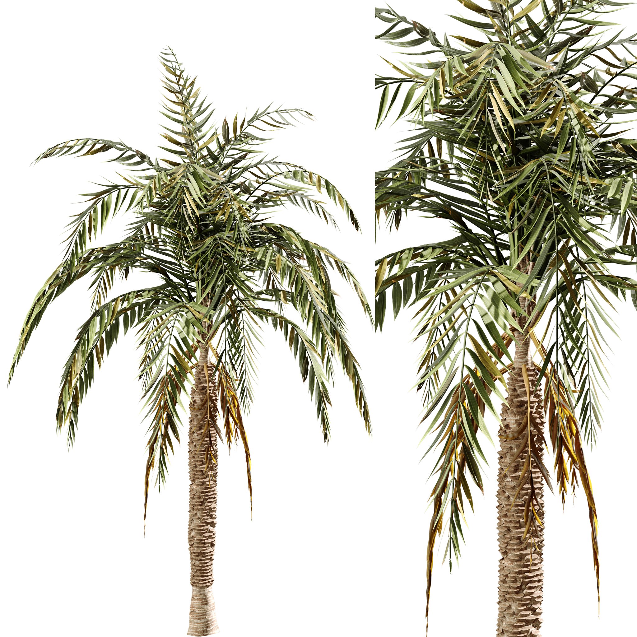 Palm tree 02 | Trees models | BlenderKit