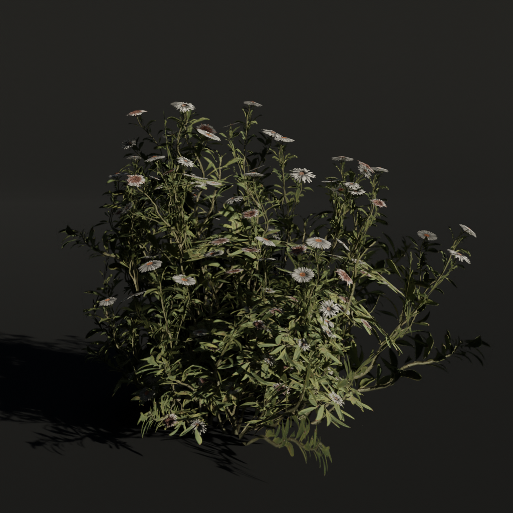 Flowers Aster b2 | Trees models | BlenderKit