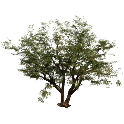 Jacaranda Tree | FREE Outdoor Plants models | BlenderKit