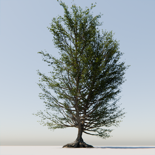 Tree 11 | Trees models | BlenderKit