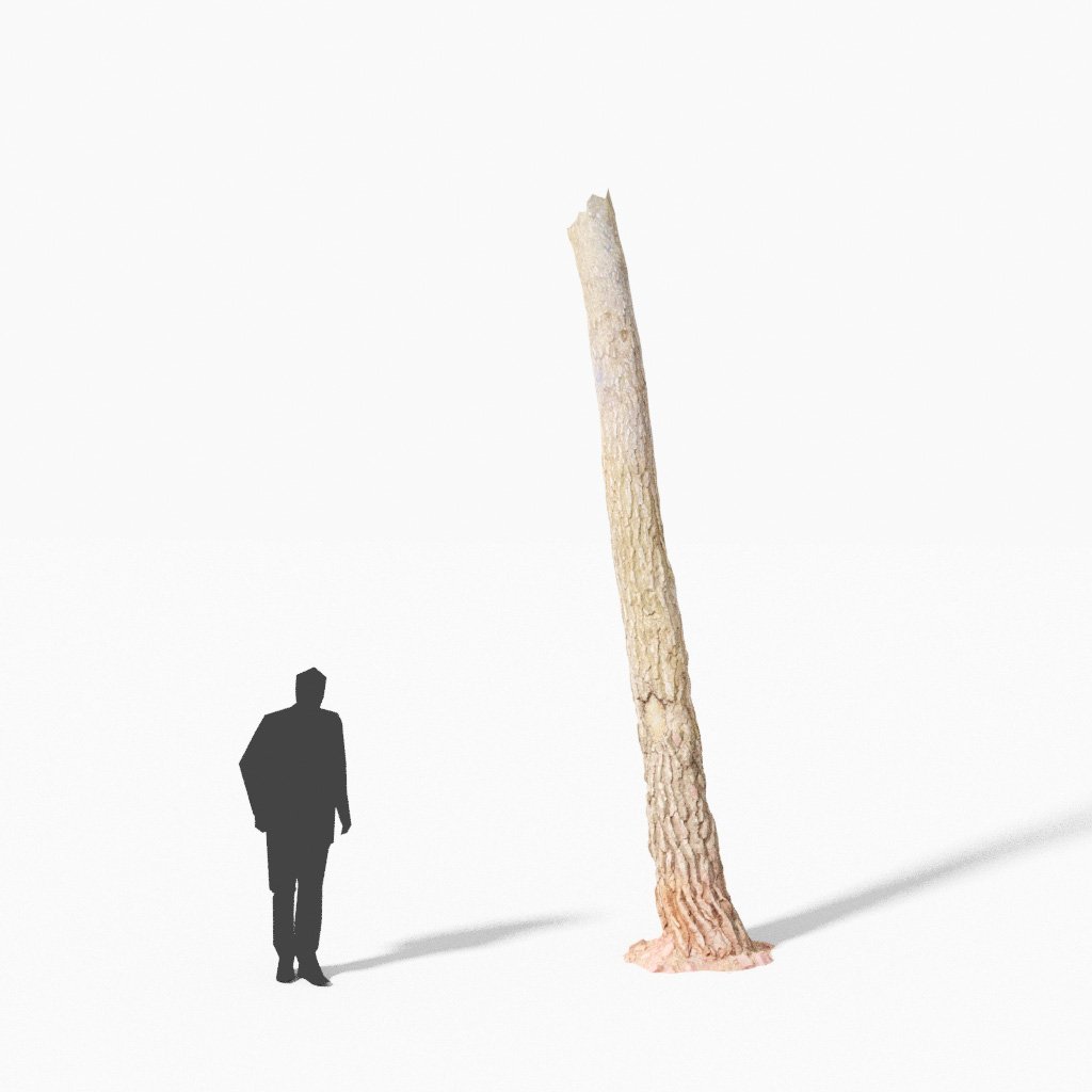 Pine Tree Trunk Small PBR Scan 06 | Trees models | BlenderKit