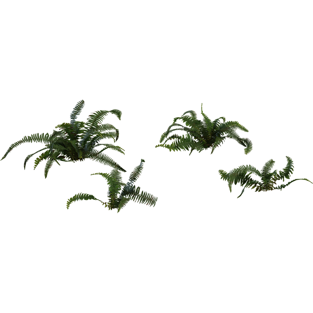Fern 02 | FREE Outdoor Plants models | BlenderKit