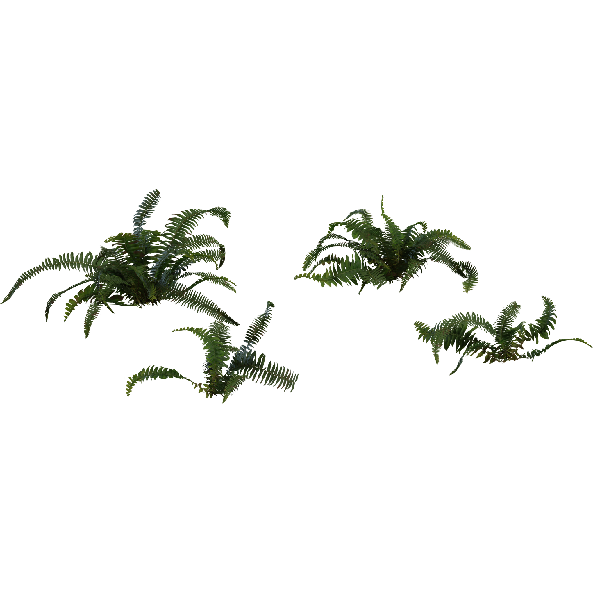 Fern 02 | FREE Outdoor Plants models | BlenderKit