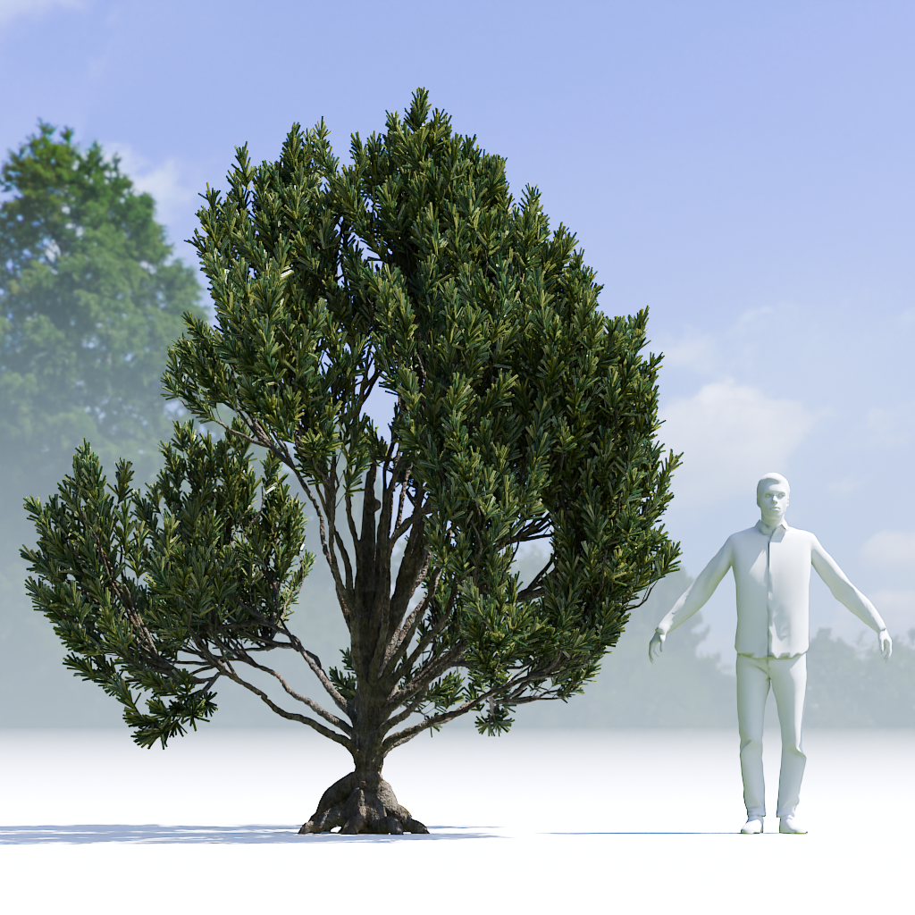 Tree Pinus Mugo | Trees models | BlenderKit