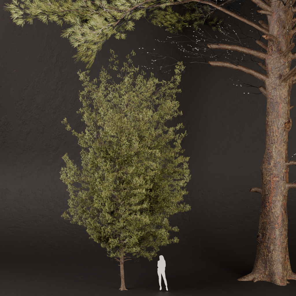SJ-Realistic Pine Tree | Trees models | BlenderKit