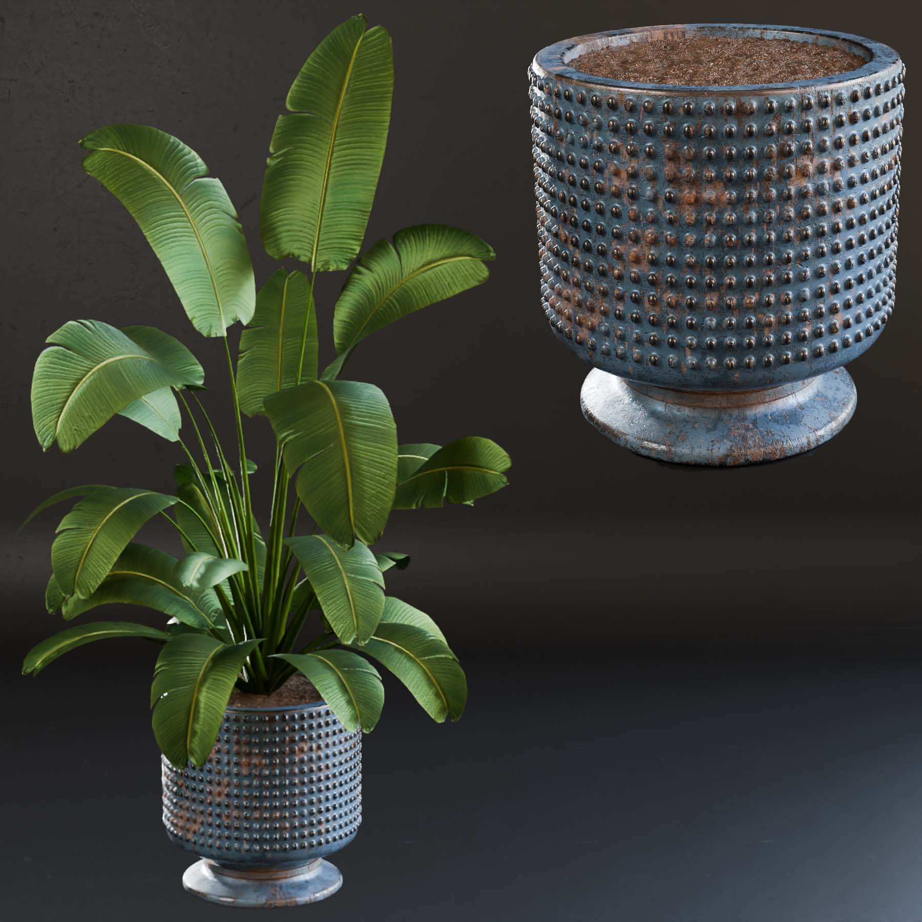 SJ-strelitzia-dirt pot 03 | Indoor Plants models | BlenderKit