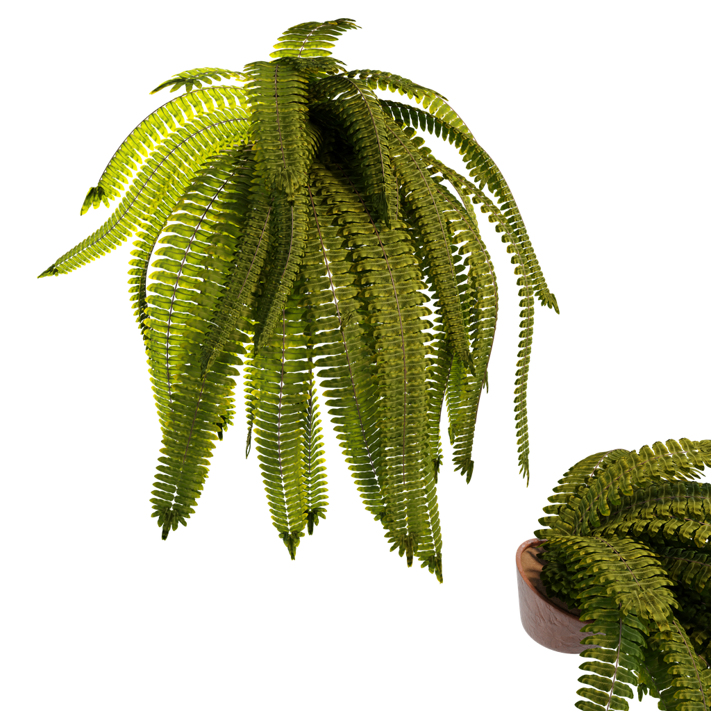 Falling fern | Indoor Plants models | BlenderKit