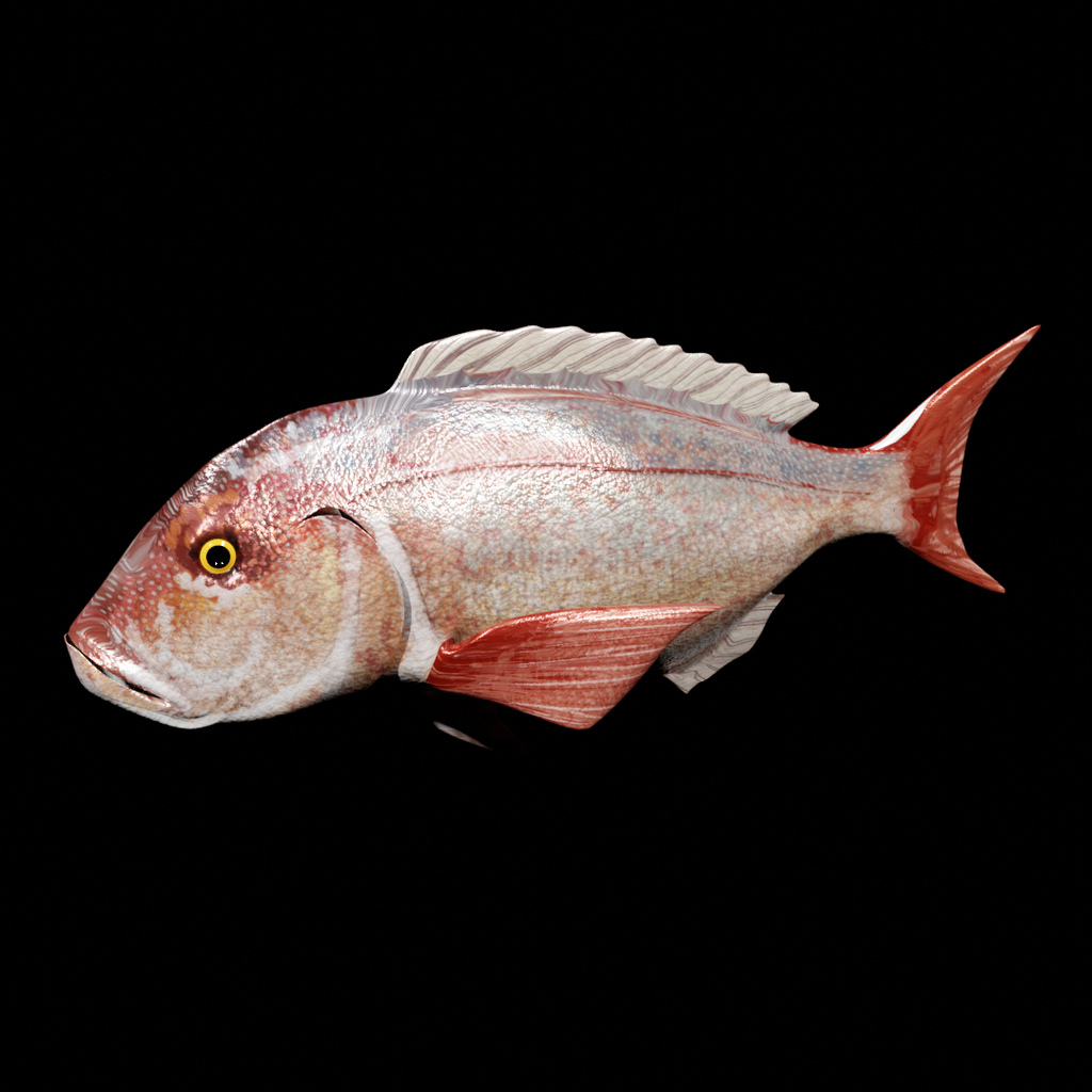 BlenderKit | Download the Animated mediterranean fish, Dentex model