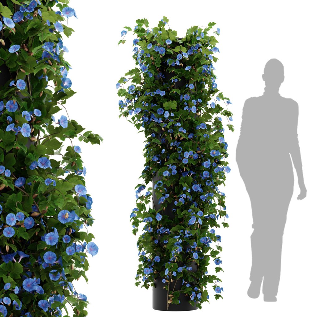 Ipomoea nil f | Green Walls models | BlenderKit