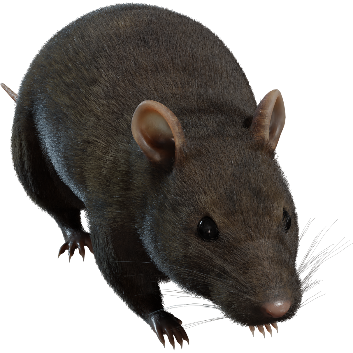 Street Rat | FREE Birds models | BlenderKit