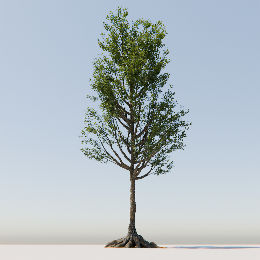 BlenderKit | Download the Tree 08 model