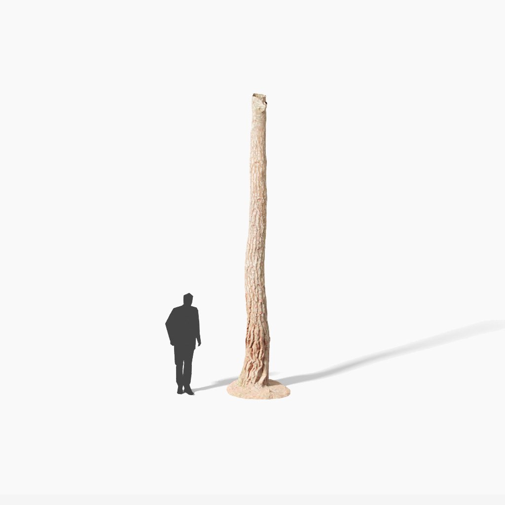 Pine Tree Trunk Small PBR Scan 01 | Trees models | BlenderKit