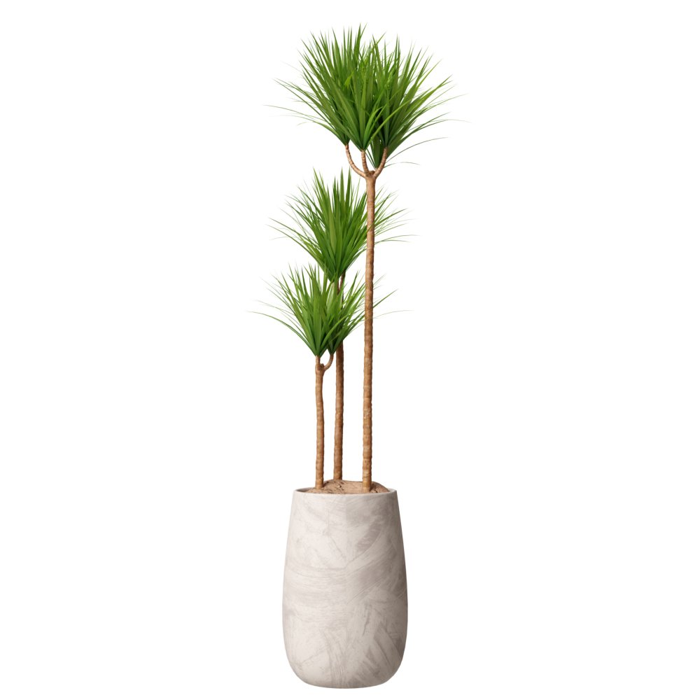 Yucca Elephantipes Gigantea Vase | Indoor Plants models | BlenderKit