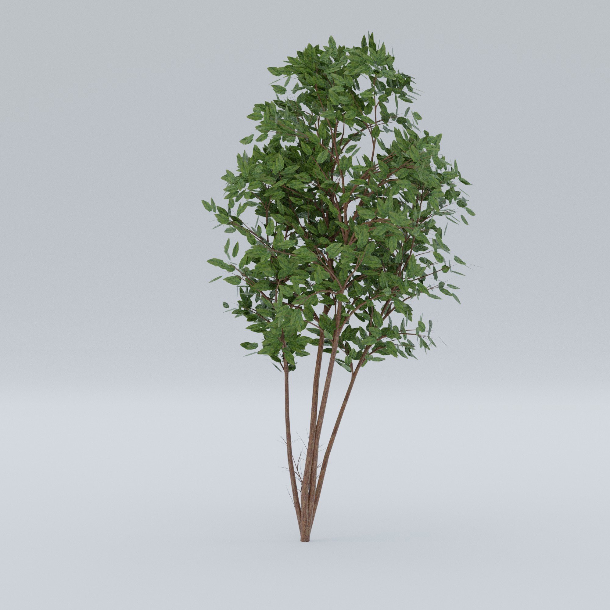 Gardenplant | FREE Outdoor Plants models | BlenderKit