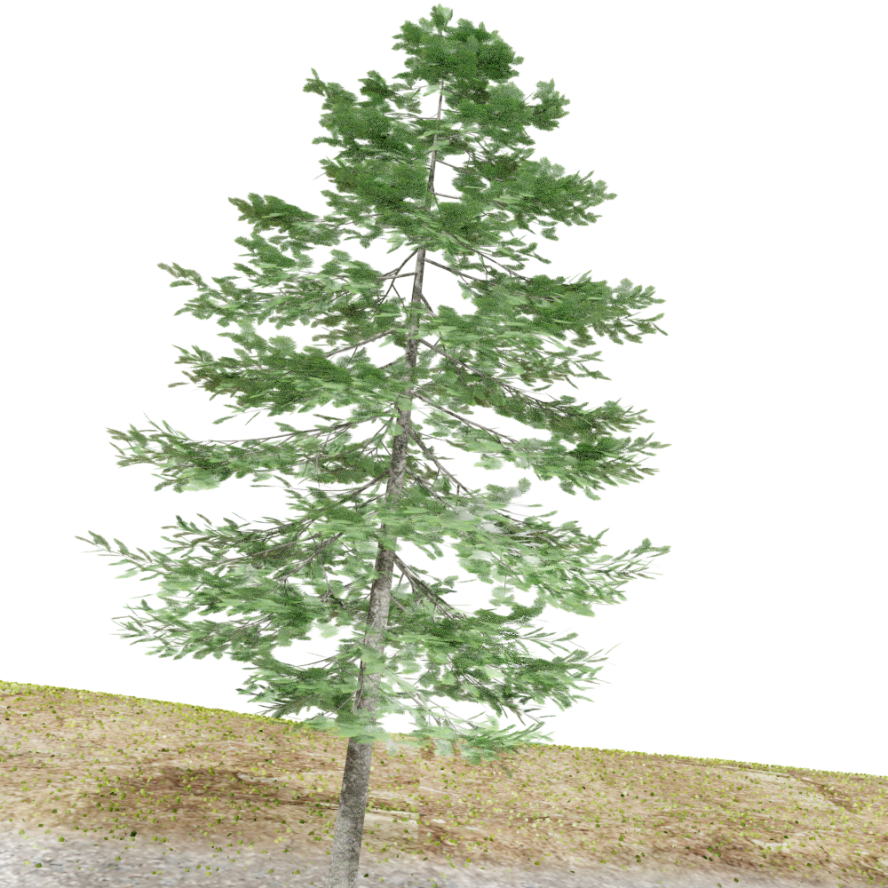 Tree Dougles Fir | FREE Trees models | BlenderKit