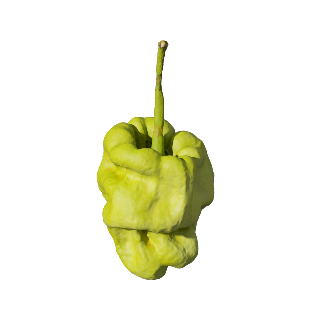 PX Green pepper | FREE Fruit & Vegetables models | BlenderKit