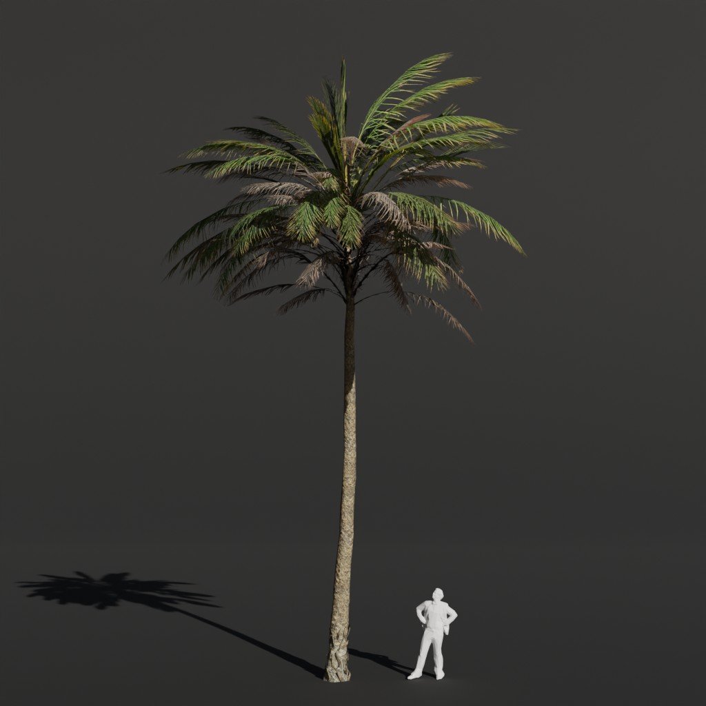 Palm Tree Medium Sparse | Trees models | BlenderKit