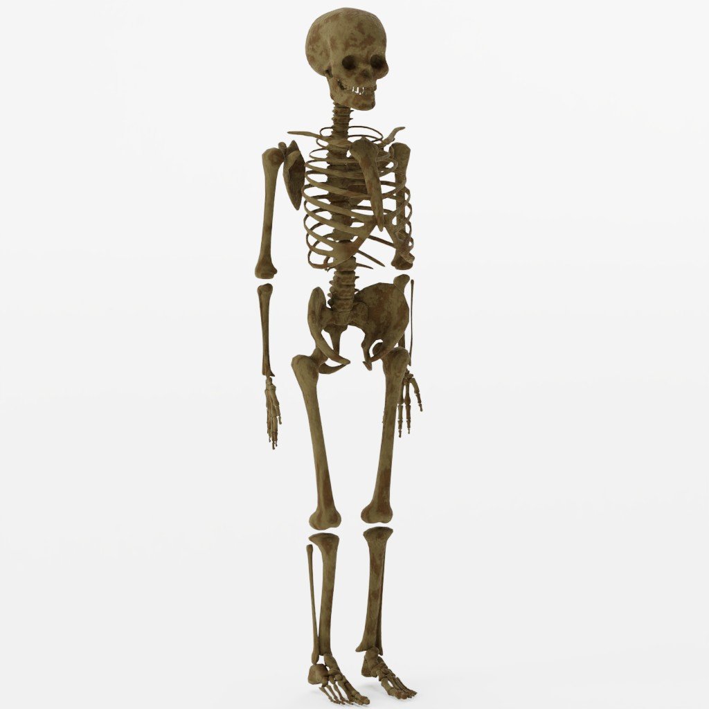 Fully rigged human skeleton | Human Skeletons models | BlenderKit