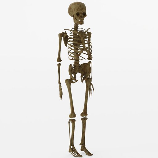 Human Skull | FREE Human Skeletons models | BlenderKit