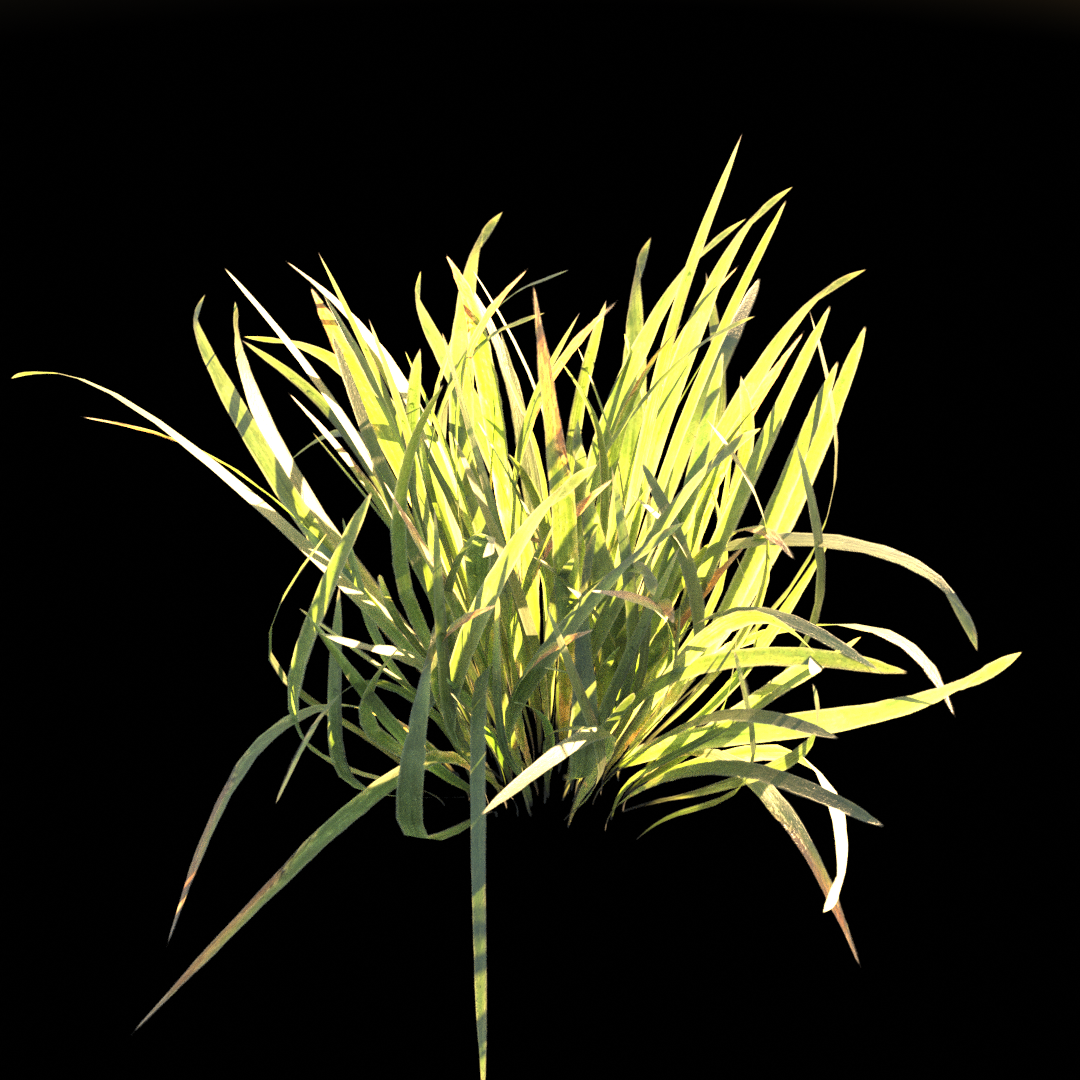 High grass clump | FREE Grass models | BlenderKit