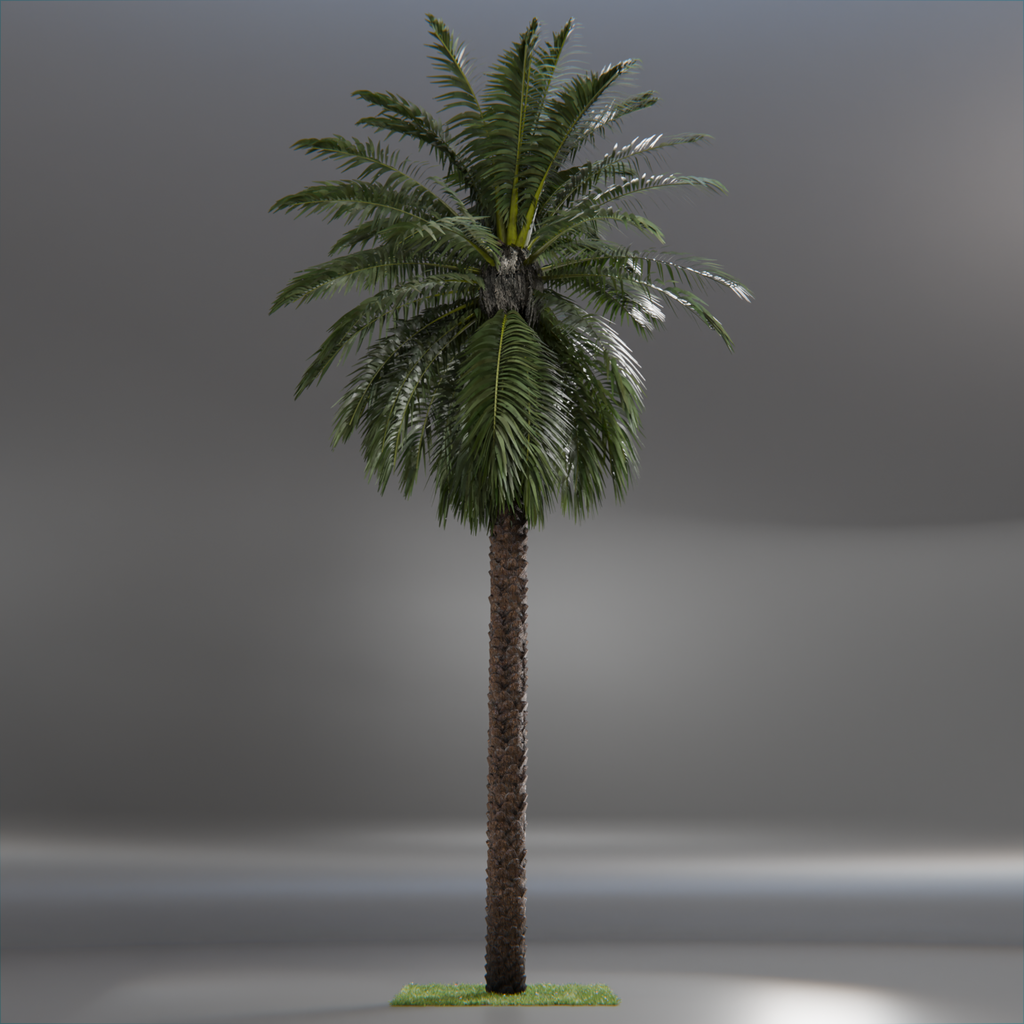 Dactylifera Palm Tree animated | Trees models | BlenderKit