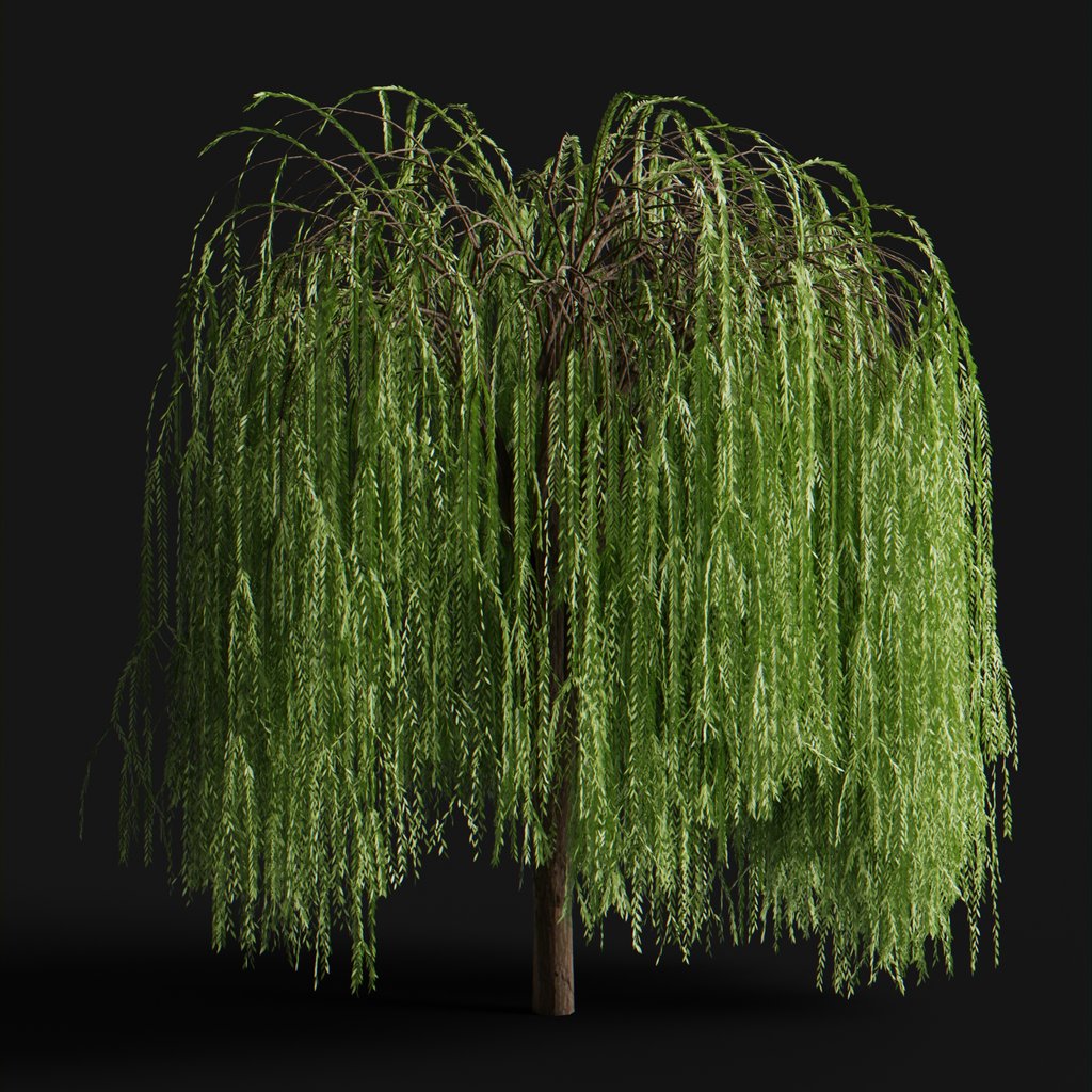 Willow tree | Trees models | BlenderKit