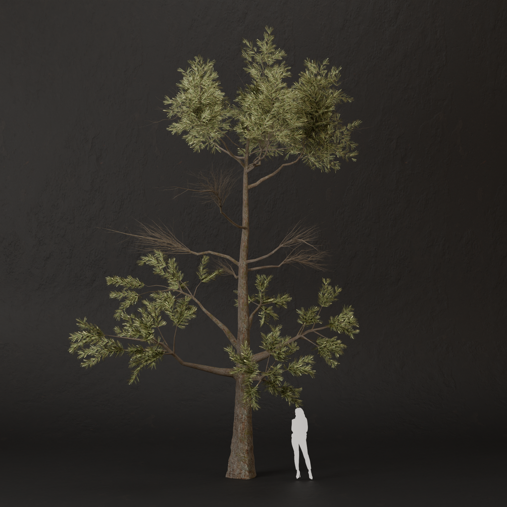 SJ-Spring Roots Pine Tree | Trees models | BlenderKit