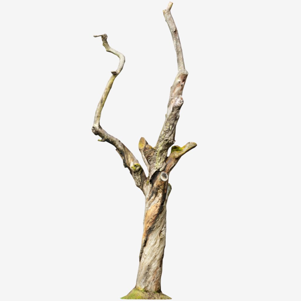 Dead Tree PBR Scan Big | Trees models | BlenderKit