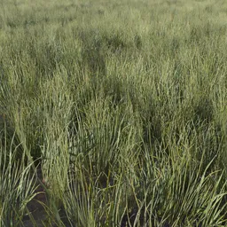 Grass Generic Medium Sparse | Outdoor Plants models | BlenderKit