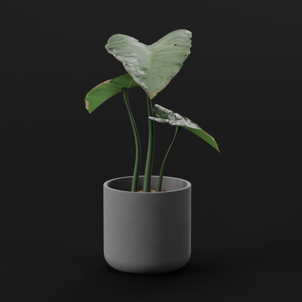 Elephant Ear Taro Sap Var Potted | Indoor Plants models | BlenderKit