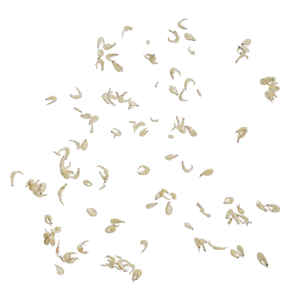 PX Dried shrimp | FREE food materials | BlenderKit