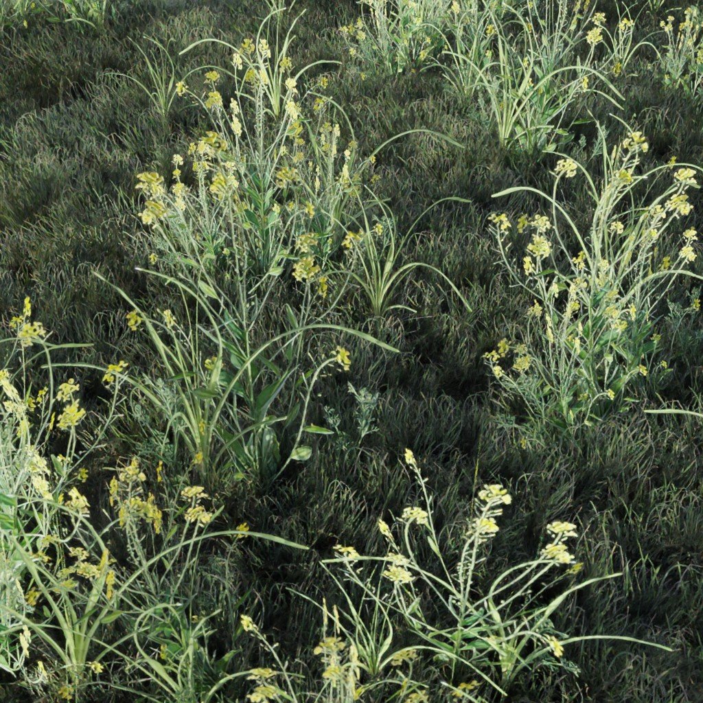 Grass Tall Golden Flower | Grass models | BlenderKit