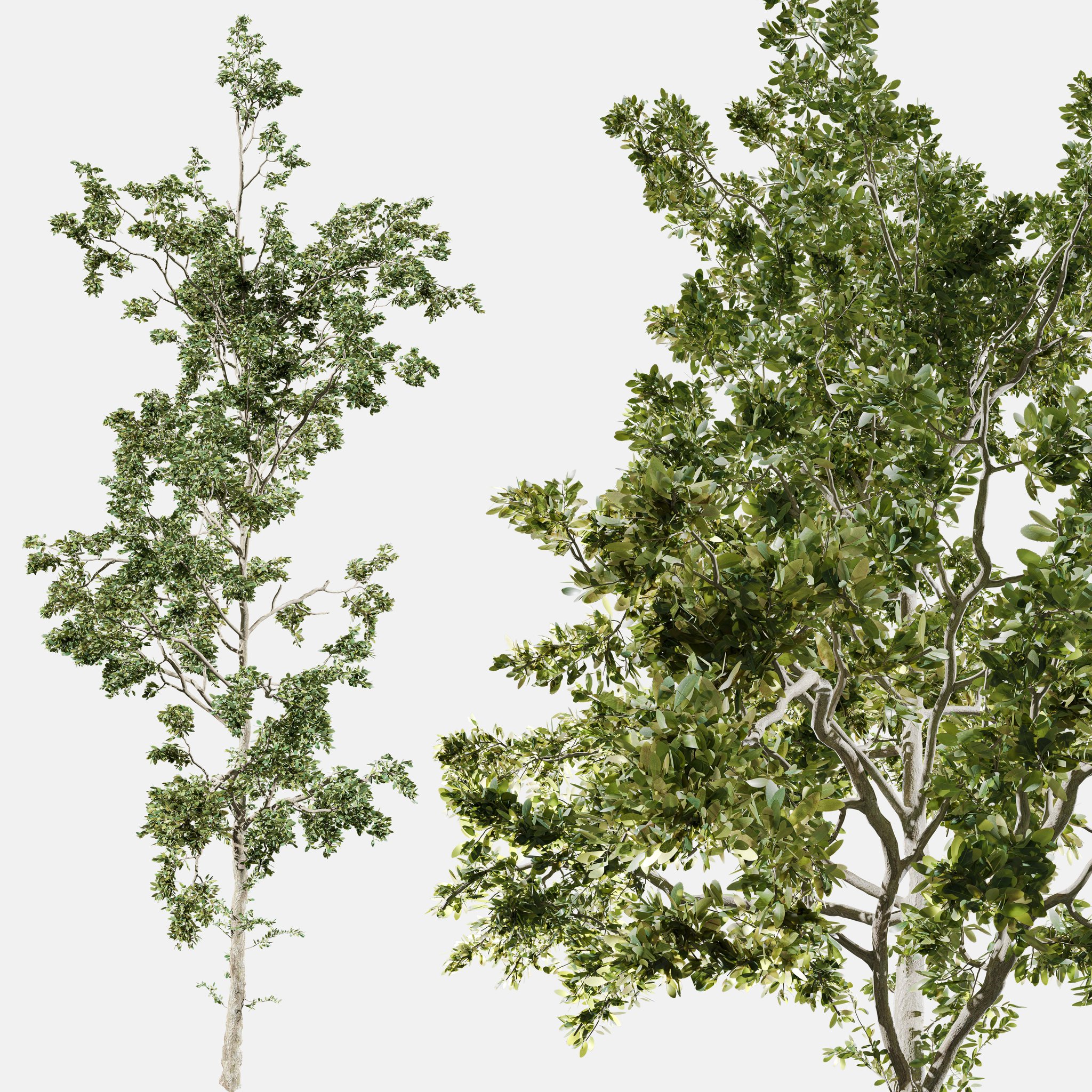 Tree 02 | Trees models | BlenderKit