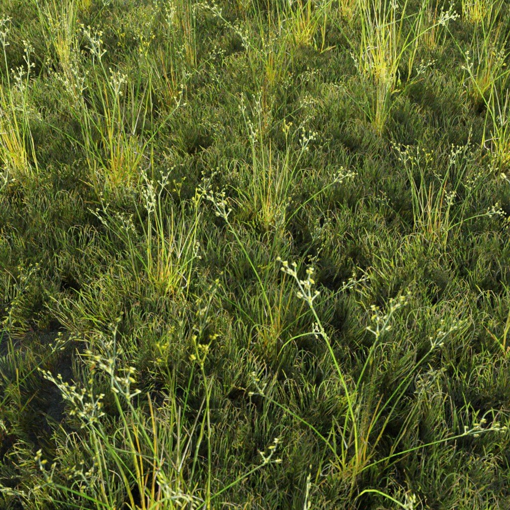 Grass Generic Large Cord | Grass models | BlenderKit