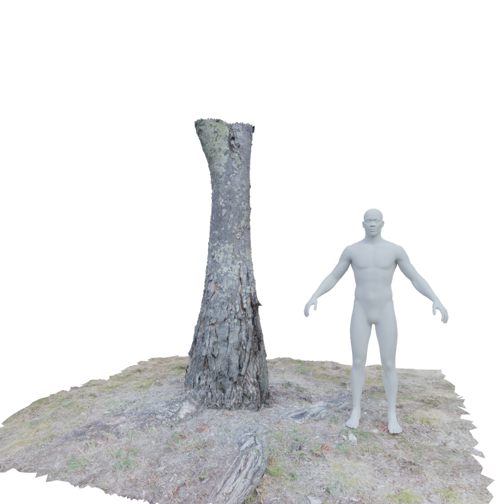 Tree bark scan | FREE Trees models | BlenderKit