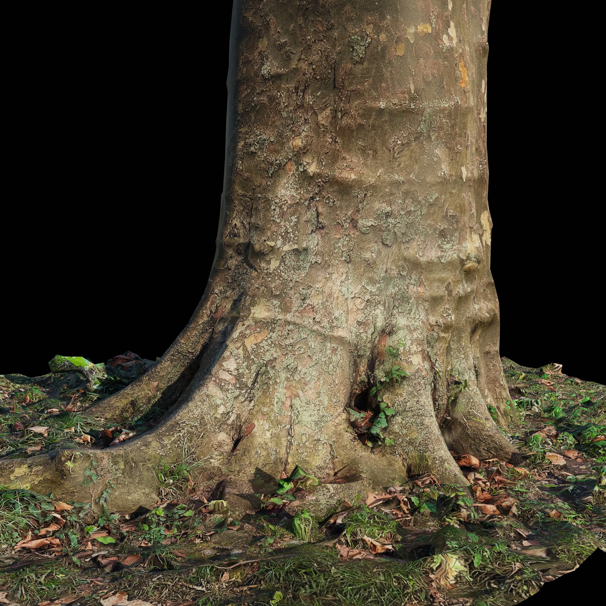 Tree Trunk (Photoscanned) | FREE Trees models | BlenderKit