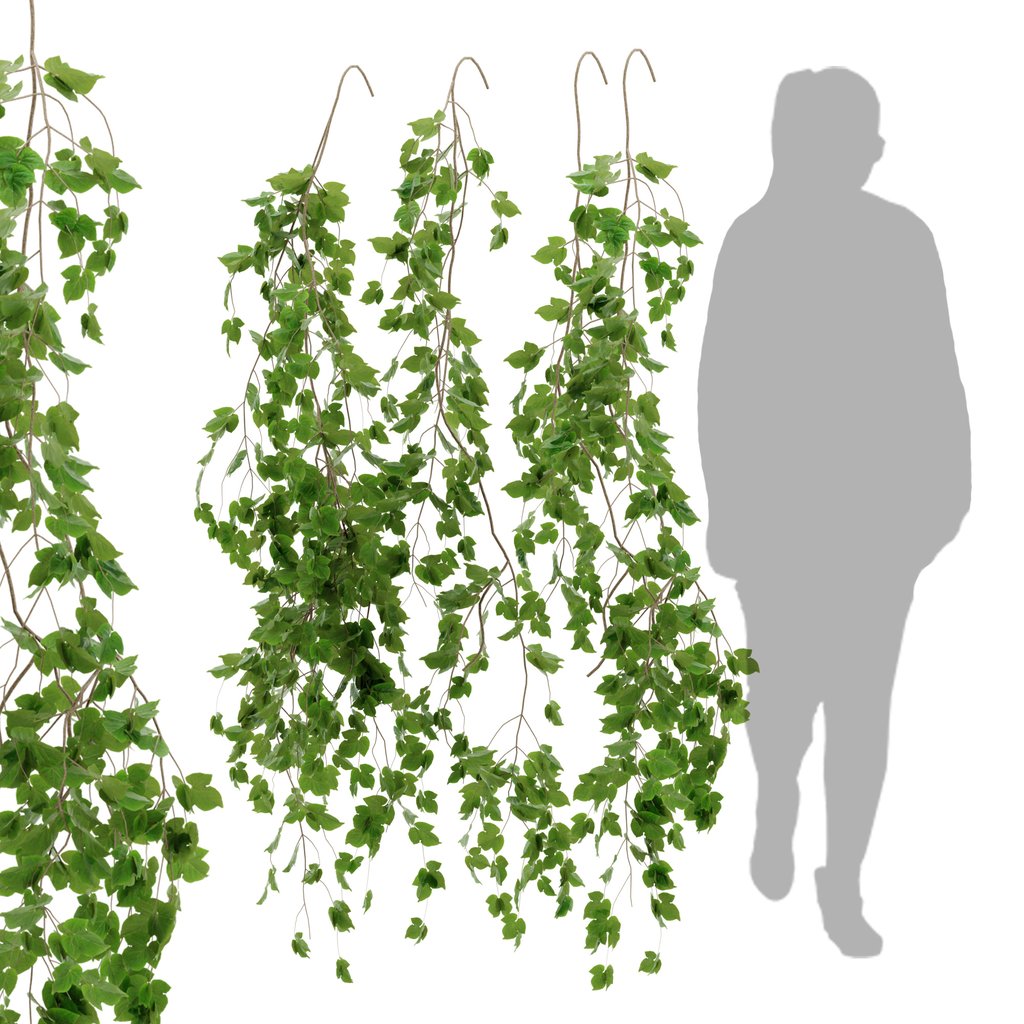 Pomoea nil p | Green Walls models | BlenderKit