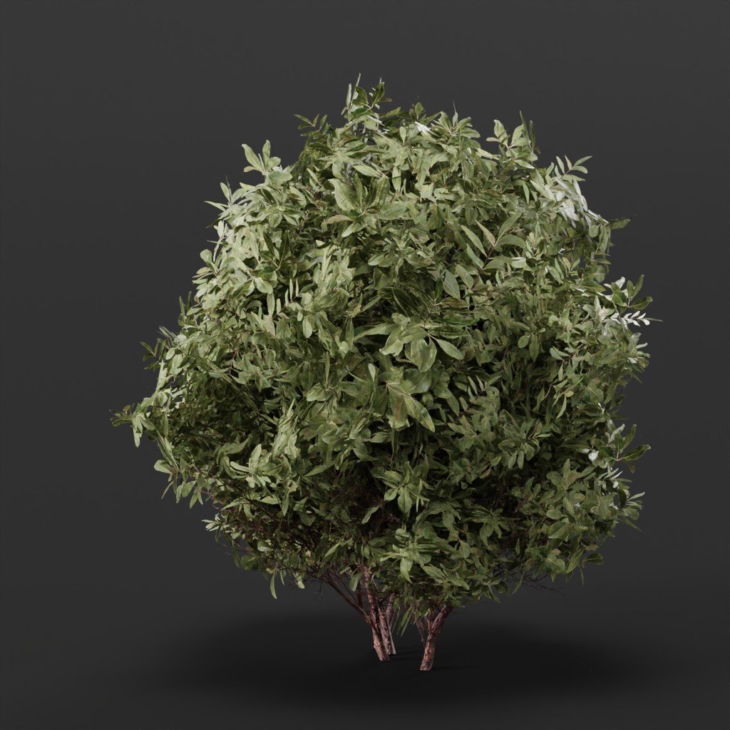 Button Bush Medium Rough | Outdoor Plants models | BlenderKit