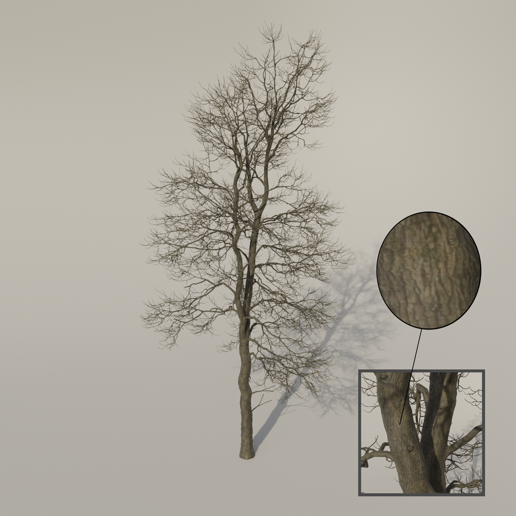 Dry Tree | FREE Trees models | BlenderKit