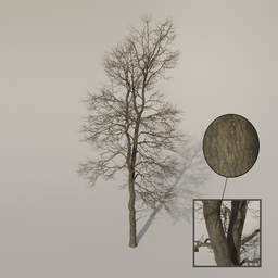 Dry Tree | FREE Trees models | BlenderKit