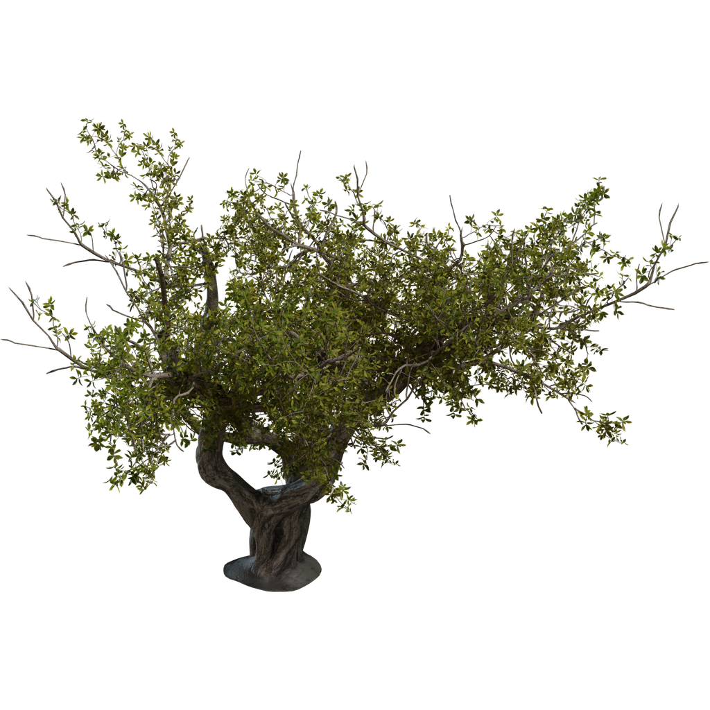 BlenderKit | Download the FREE Island Tree 02 model