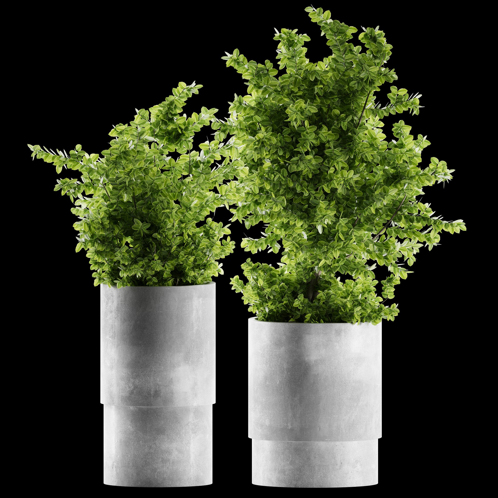 FICUS BENJAMIN Indoor Plant | Indoor Plants models | BlenderKit