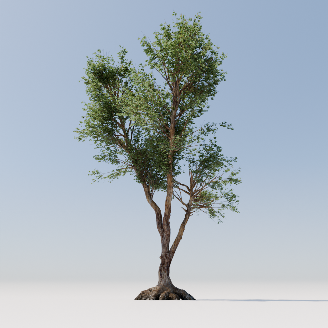 Tree 35 | Trees models | BlenderKit