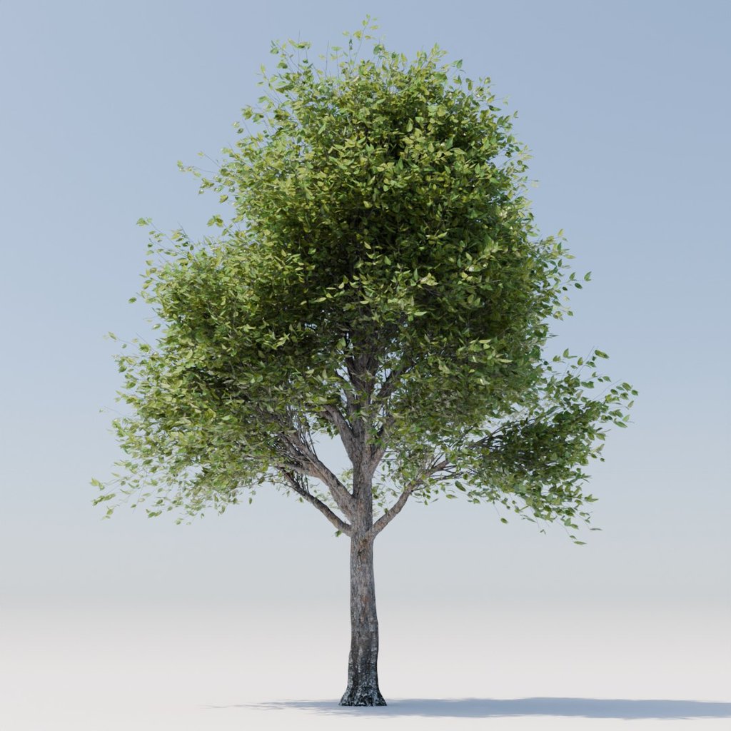 Tree 42 ACER BURGER | Trees models | BlenderKit