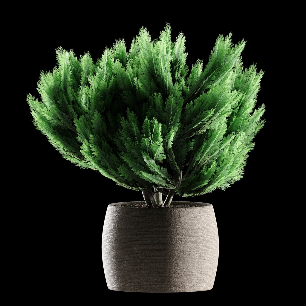 THUJA A Outdoor Plant | Outdoor Plants models | BlenderKit