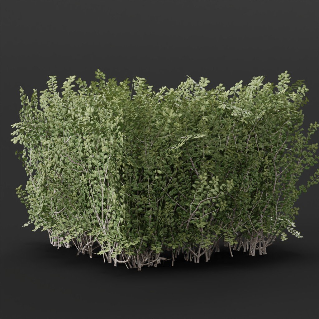 Boxwood Hedge Edge | Outdoor Plants models | BlenderKit